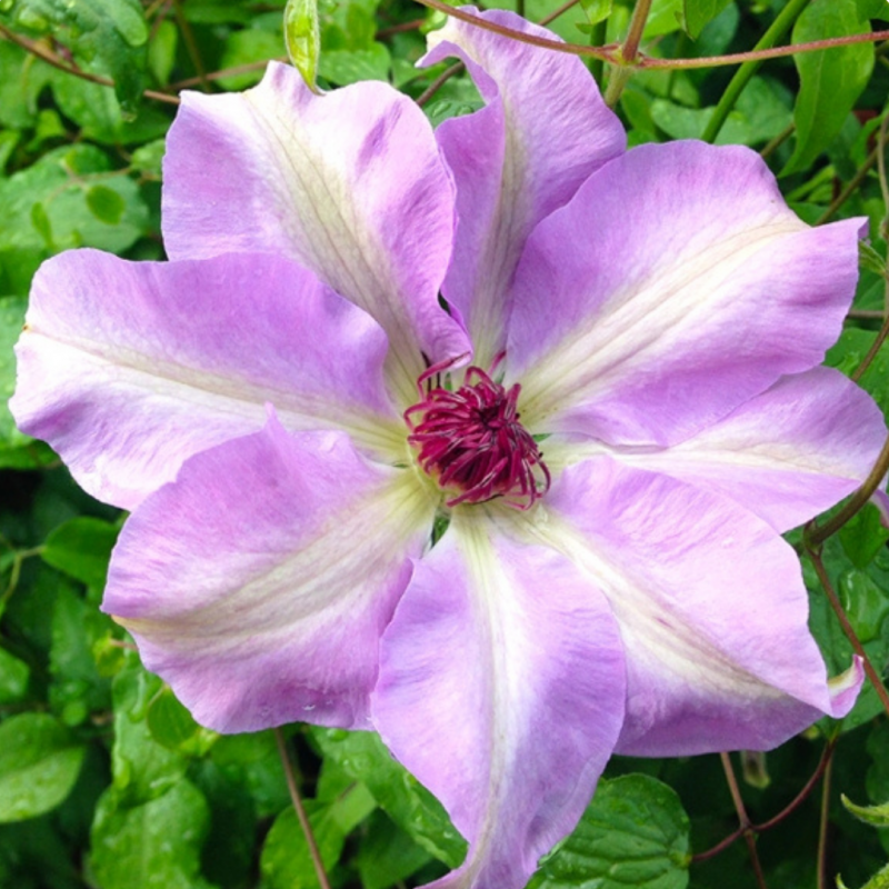 The Ultimate Clematis Roundup