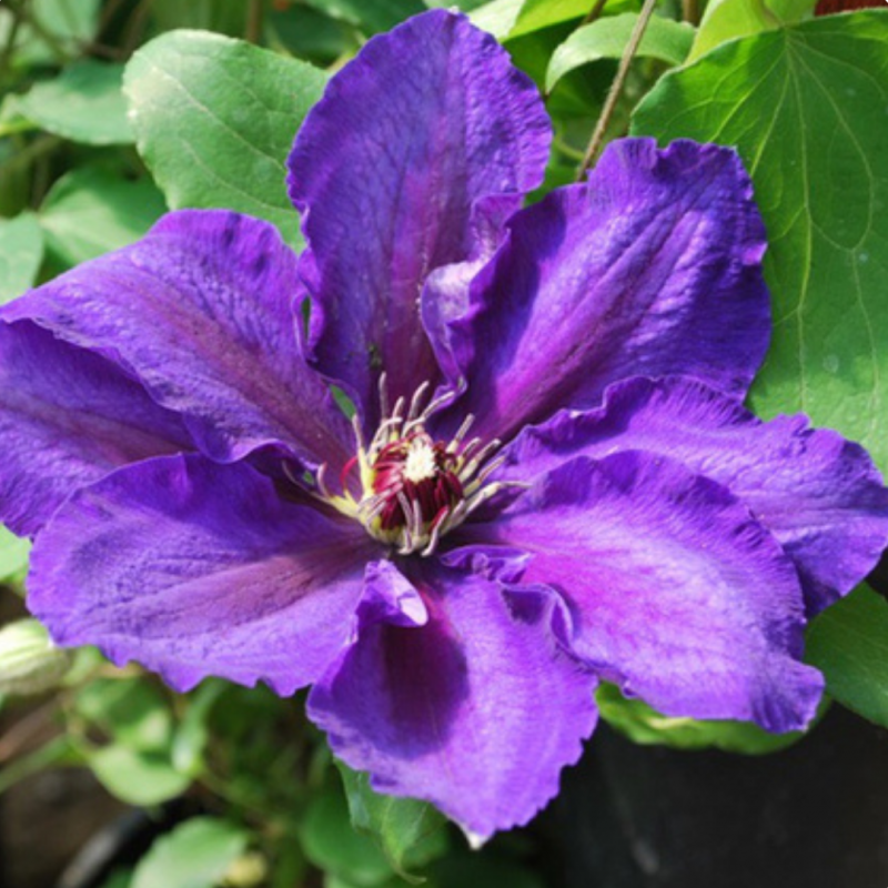 Clematis Varieties - Clearview Garden Shop