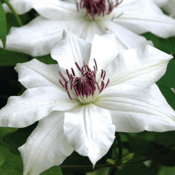 Clematis Varieties - Clearview Garden Shop