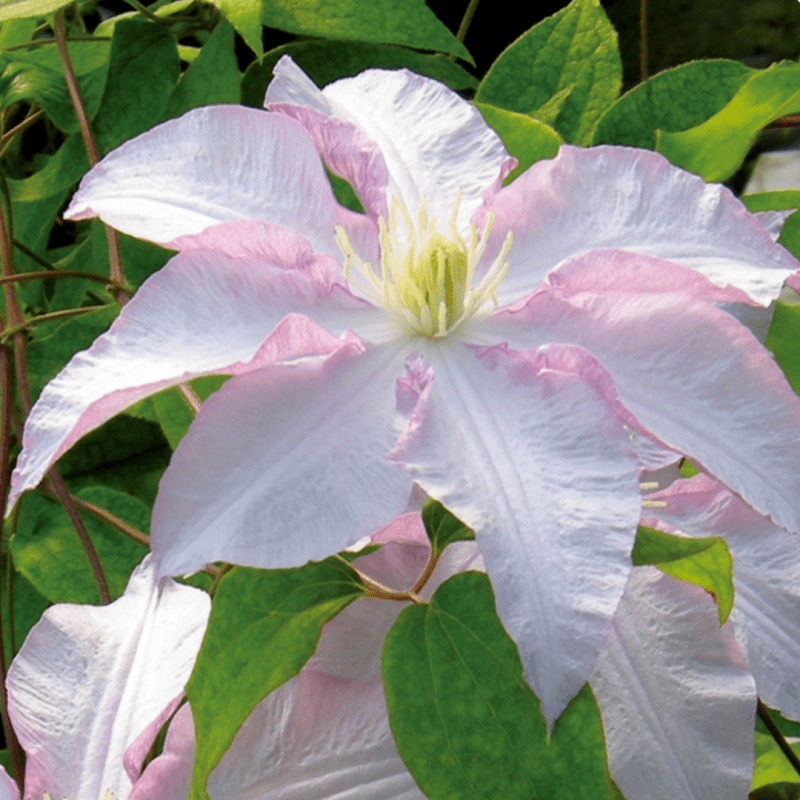 Clematis Varieties - Clearview Garden Shop