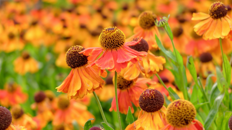 6 Perennials to cut back in the fall and 6 to wait until spring ...