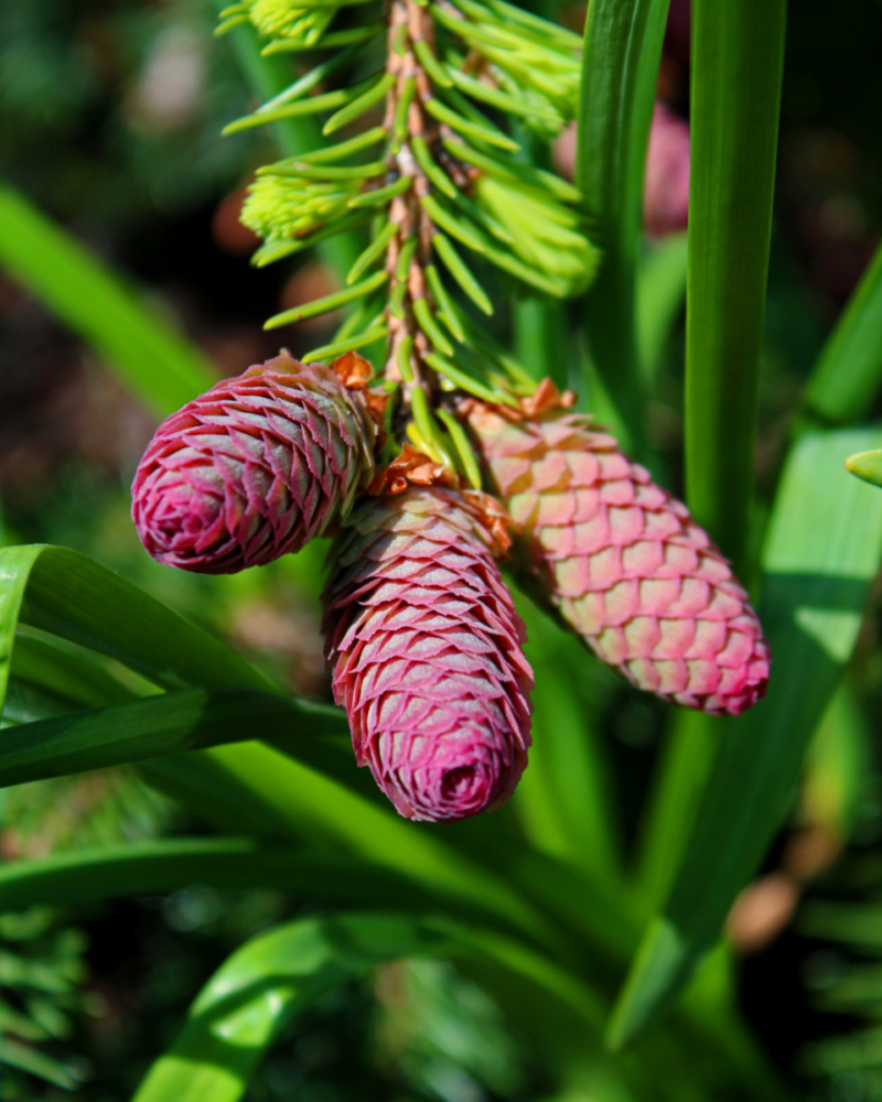 Stunning Specimens: Featured Flowering Trees and Evergreens at ...